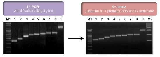 Bioneer Pacific - ExiProgen™ ProXpress PCR Template Kit Bioneer Pacific - ExiProgen™ ProXpress PCR Template Kit