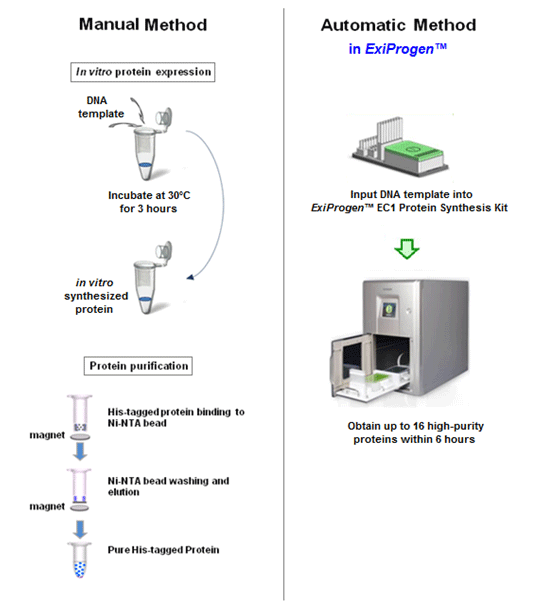 Bioneer Pacific - ExiProgen™ EC1 Protein Synthesis Kit Bioneer Pacific - ExiProgen™ EC1 Protein Synthesis Kit
